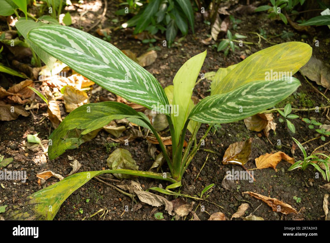 Zurich, Switzerland, May 22, 2023 Aglaonema Nitidum plant at the ...