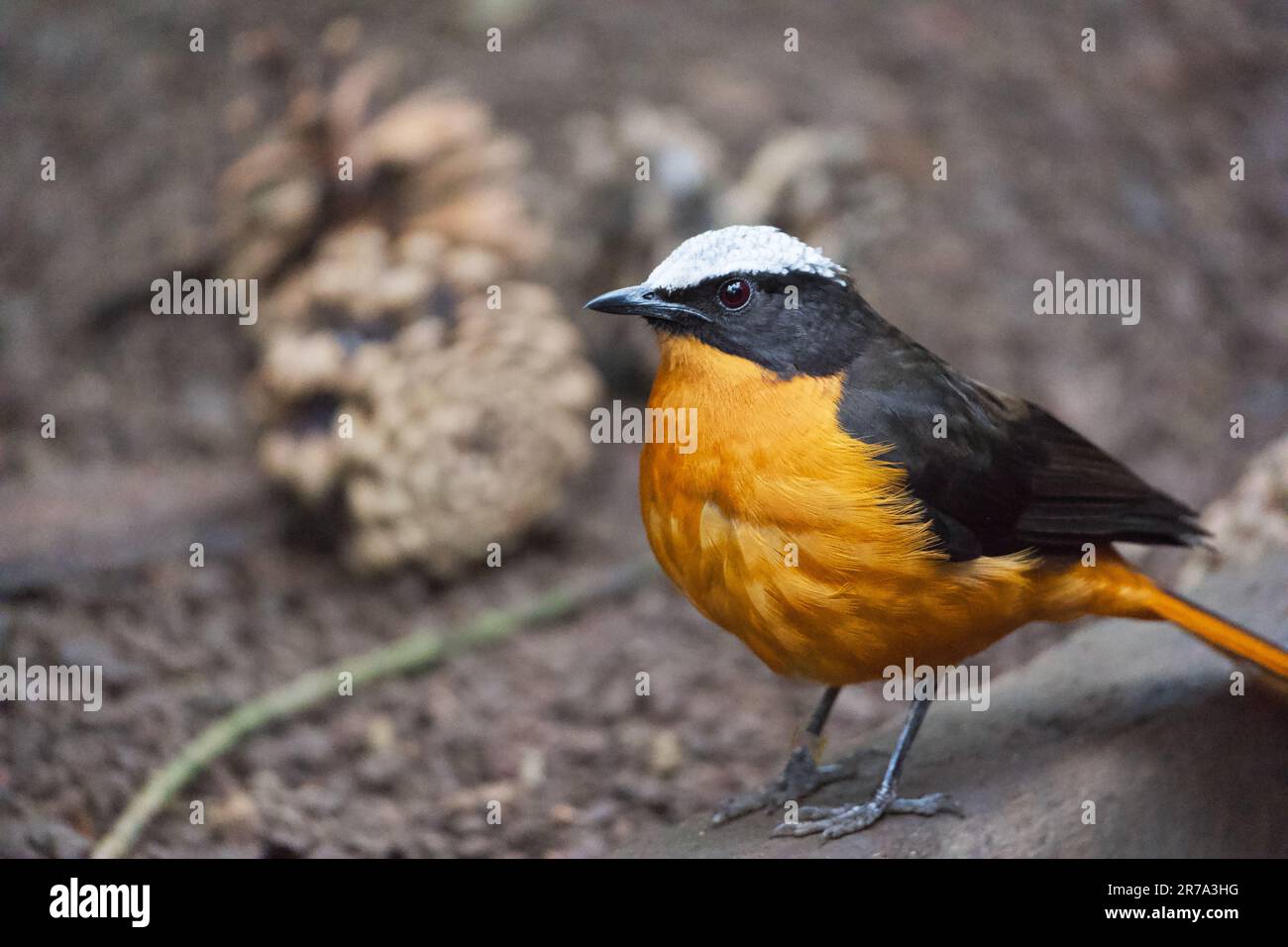 A stunning yellow and black avian is perched atop a grey rock, its ...