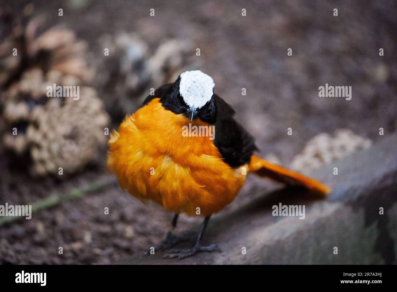 An exotic yellow and black bird perches on a sun-kissed rock Stock ...