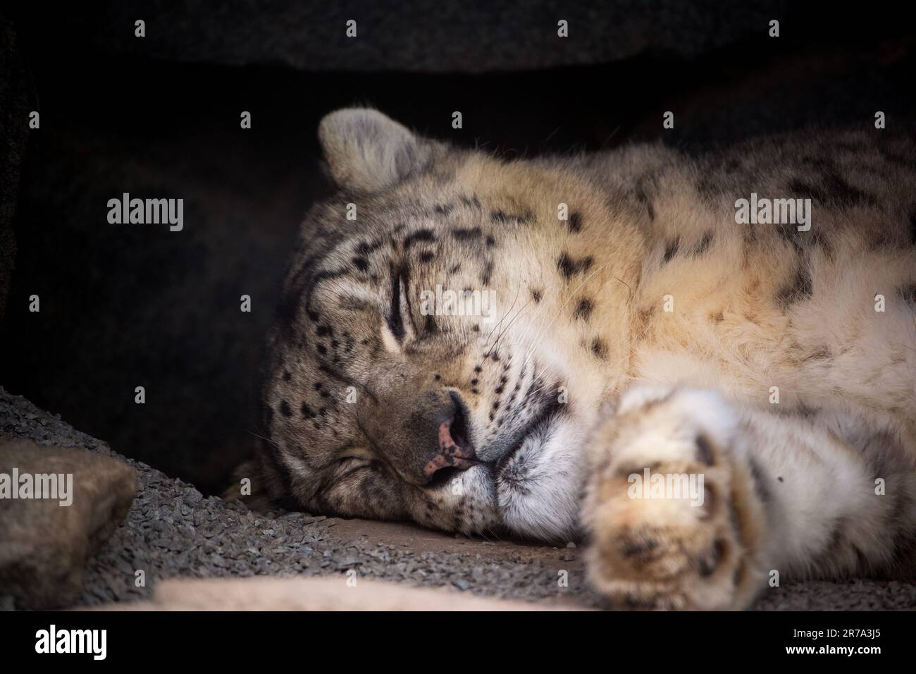 A majestic snow leopard is resting on the ground in a peaceful pose ...