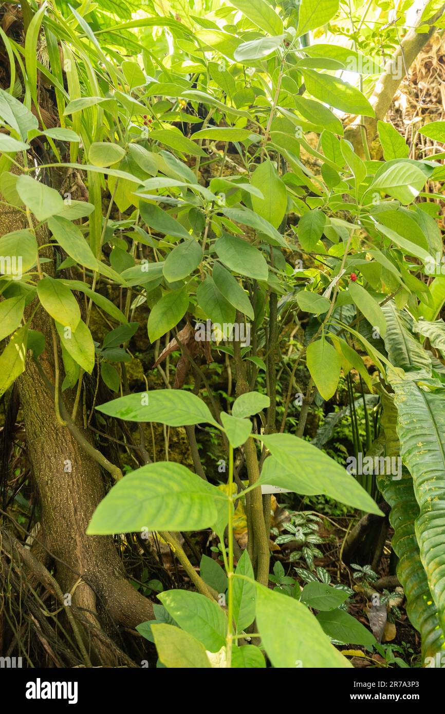 Zurich, Switzerland, May 22, 2023 Dotted wild coffee plant or ...