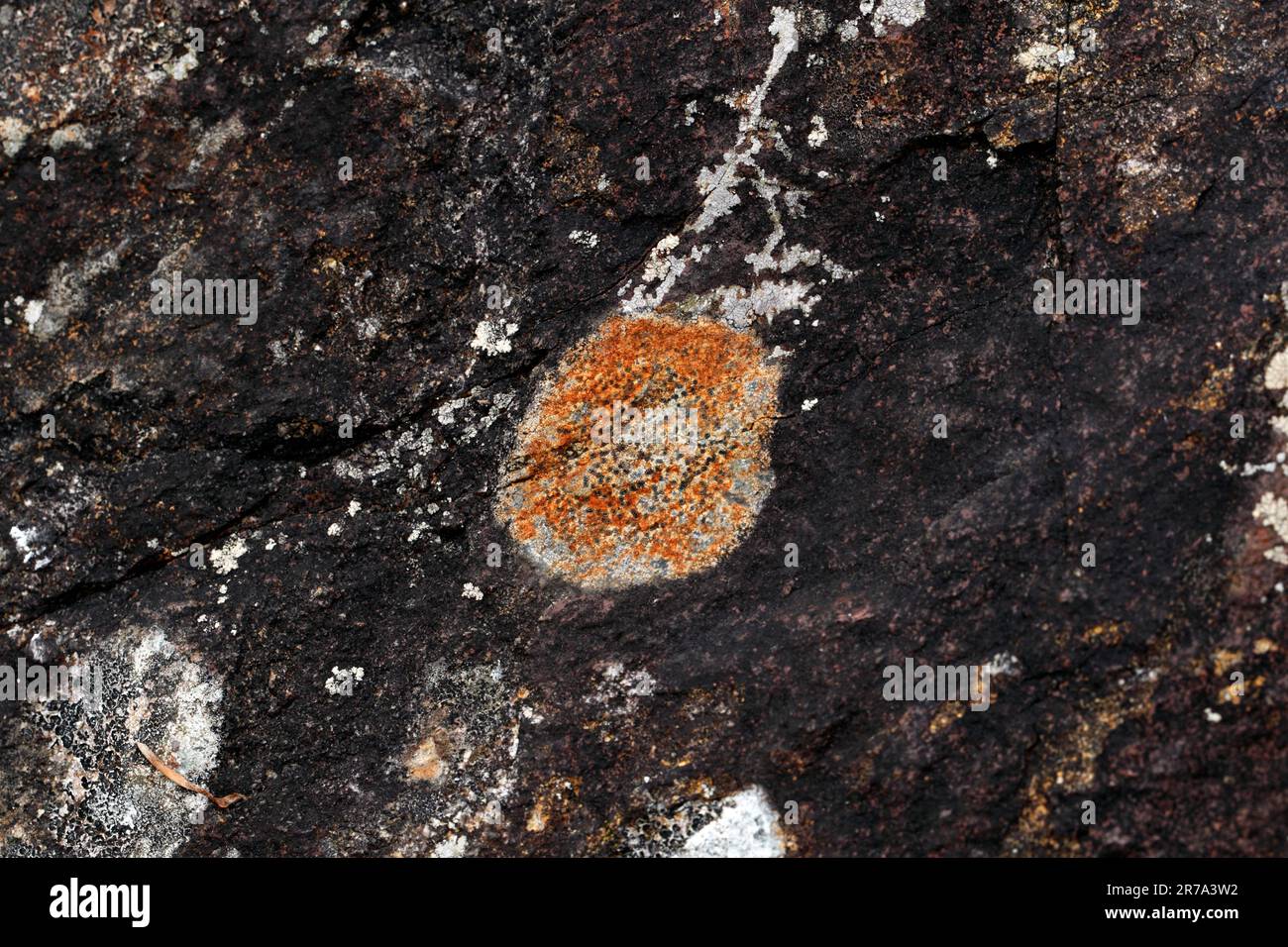 Xanthoria parietina - Golden shield Lichen. Common on sea cliffs and ...