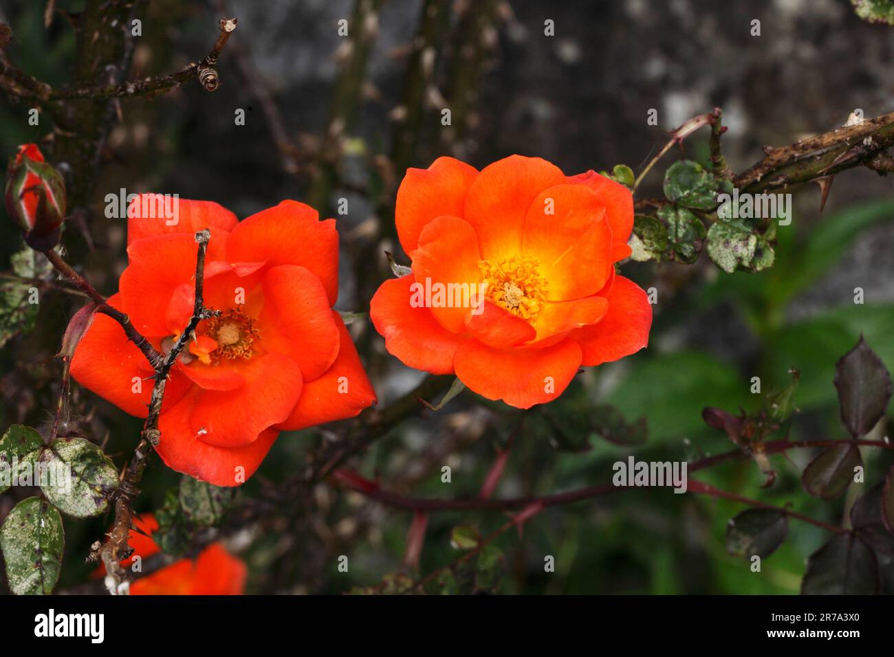Rosa, Warm Welcome, (Chewizz), Miniature climbing rose Stock Photo - Alamy