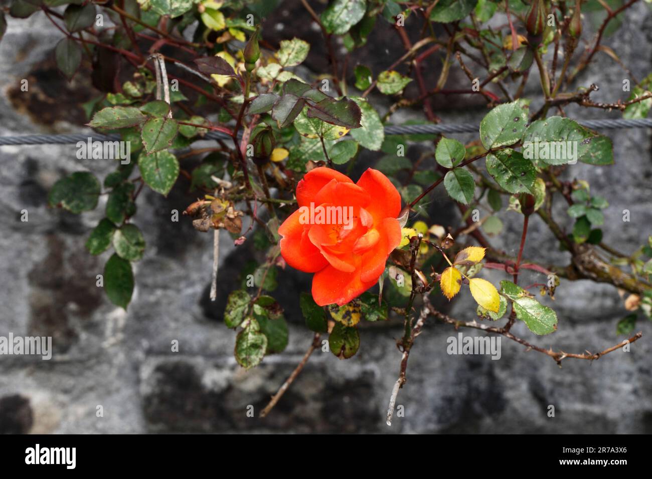 Rosa, Warm Welcome, (Chewizz), Miniature climbing rose Stock Photo - Alamy