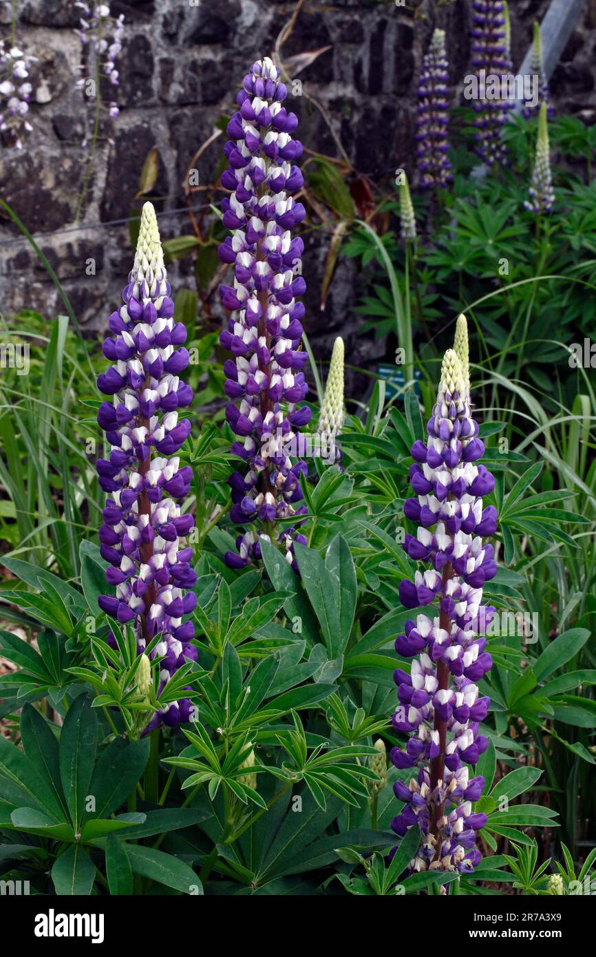 Lupin ' The Governor' Band of Noble species. Lupinus Stock Photo - Alamy