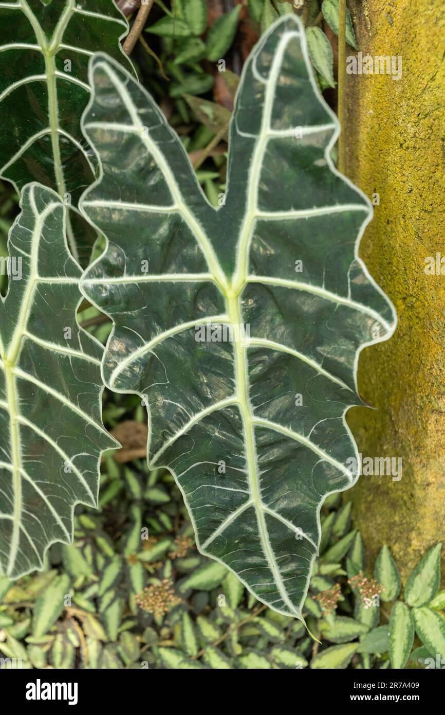 Zurich, Switzerland, May 22, 2023 Kris plant or Alocasia Sanderiana at ...