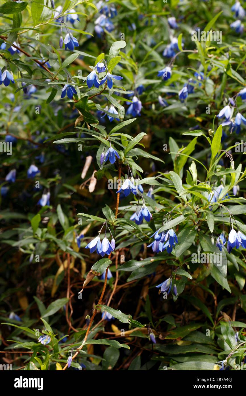 billardiera heterophylla. Sollya heterophylla. A species of flowering ...