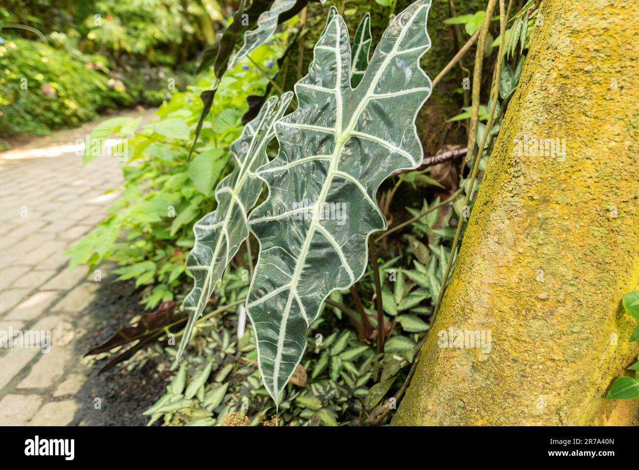 Zurich, Switzerland, May 22, 2023 Kris plant or Alocasia Sanderiana at ...