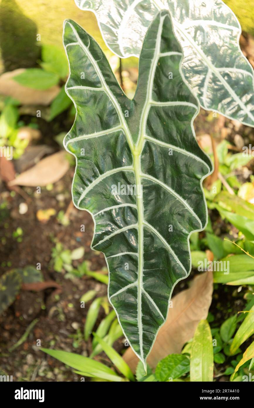 Zurich, Switzerland, May 22, 2023 Kris plant or Alocasia Sanderiana at ...