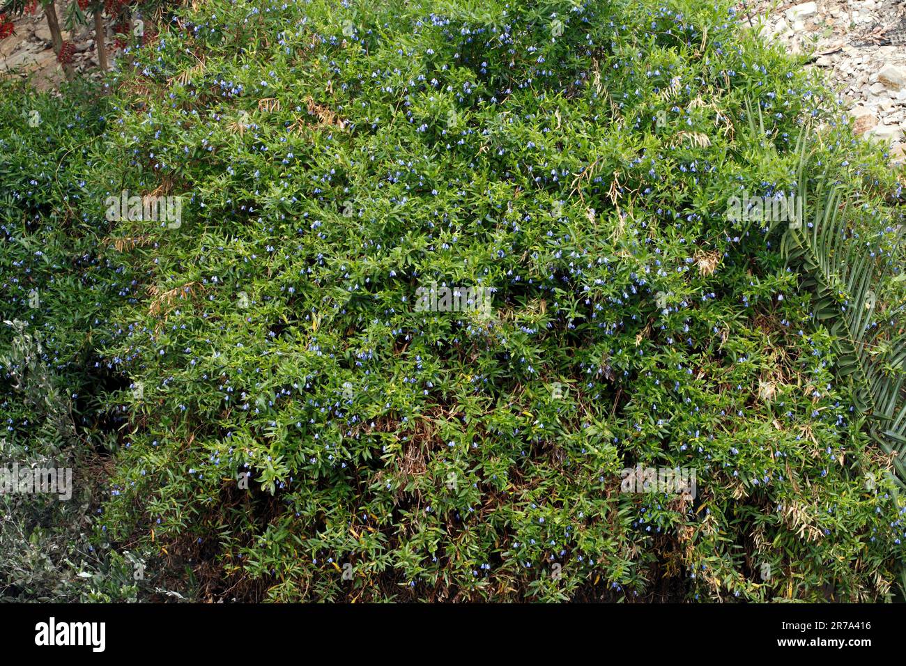 Billardiera heterophylla. Sollya heterophylla) A species of flowering ...