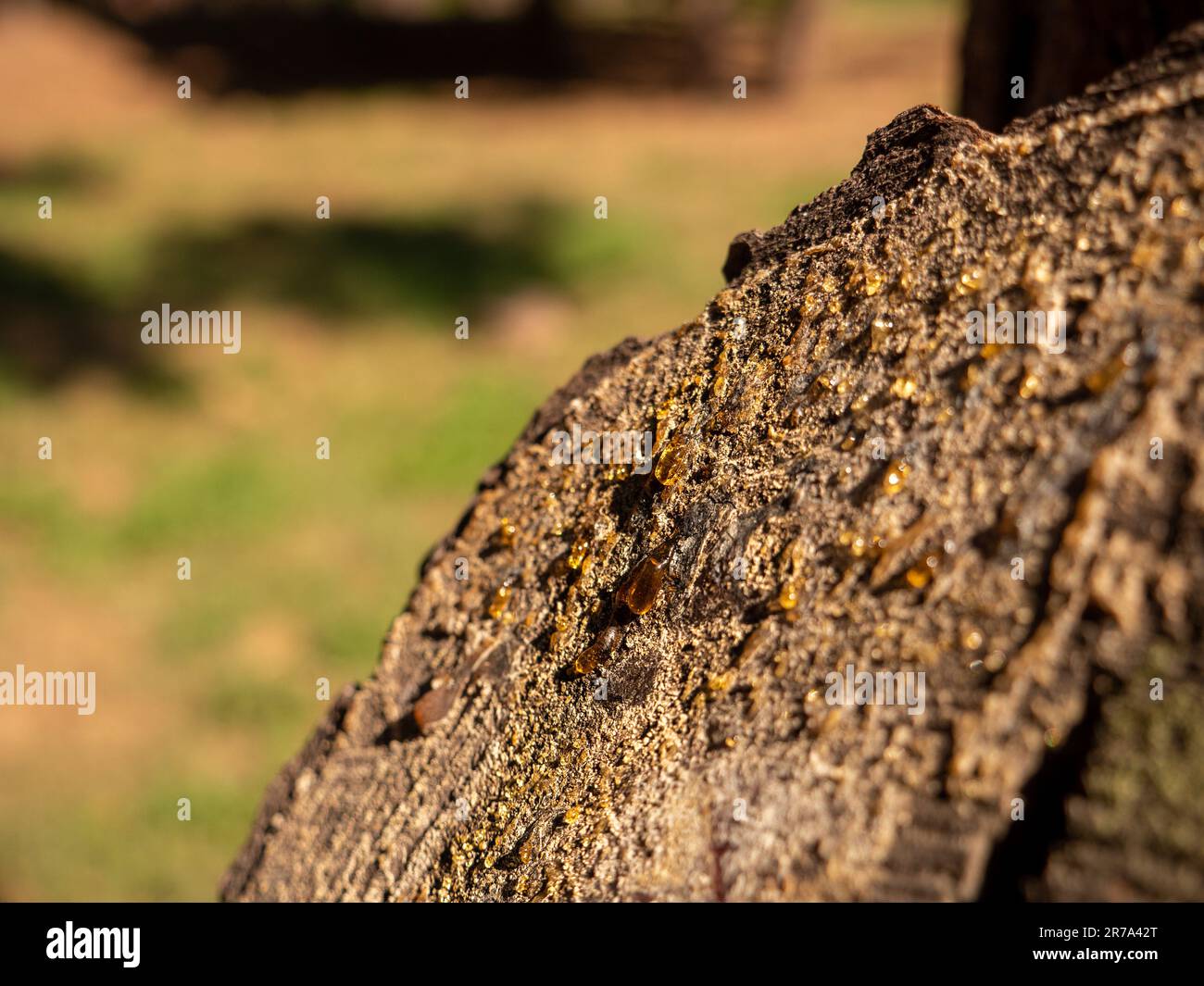 Orange drops of tree resin on a stump of a pine tree outdoors Stock ...