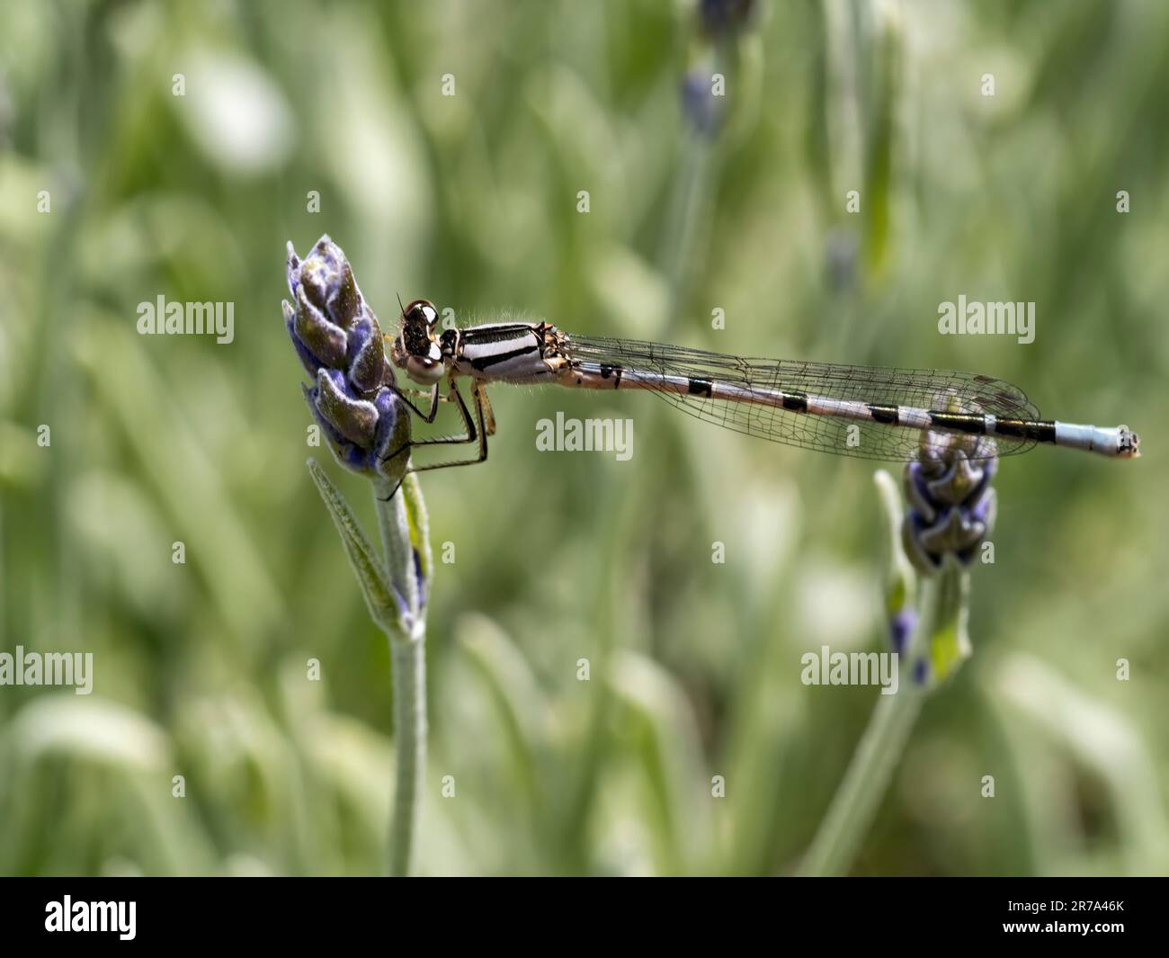 Female enallagma cyathigerum hi-res stock photography and images - Alamy