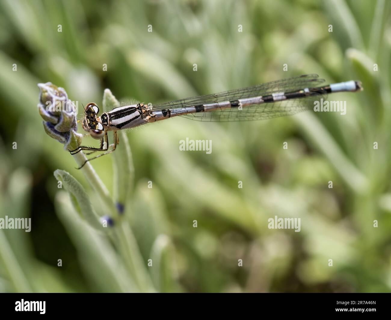 Female damselfly hi-res stock photography and images - Alamy