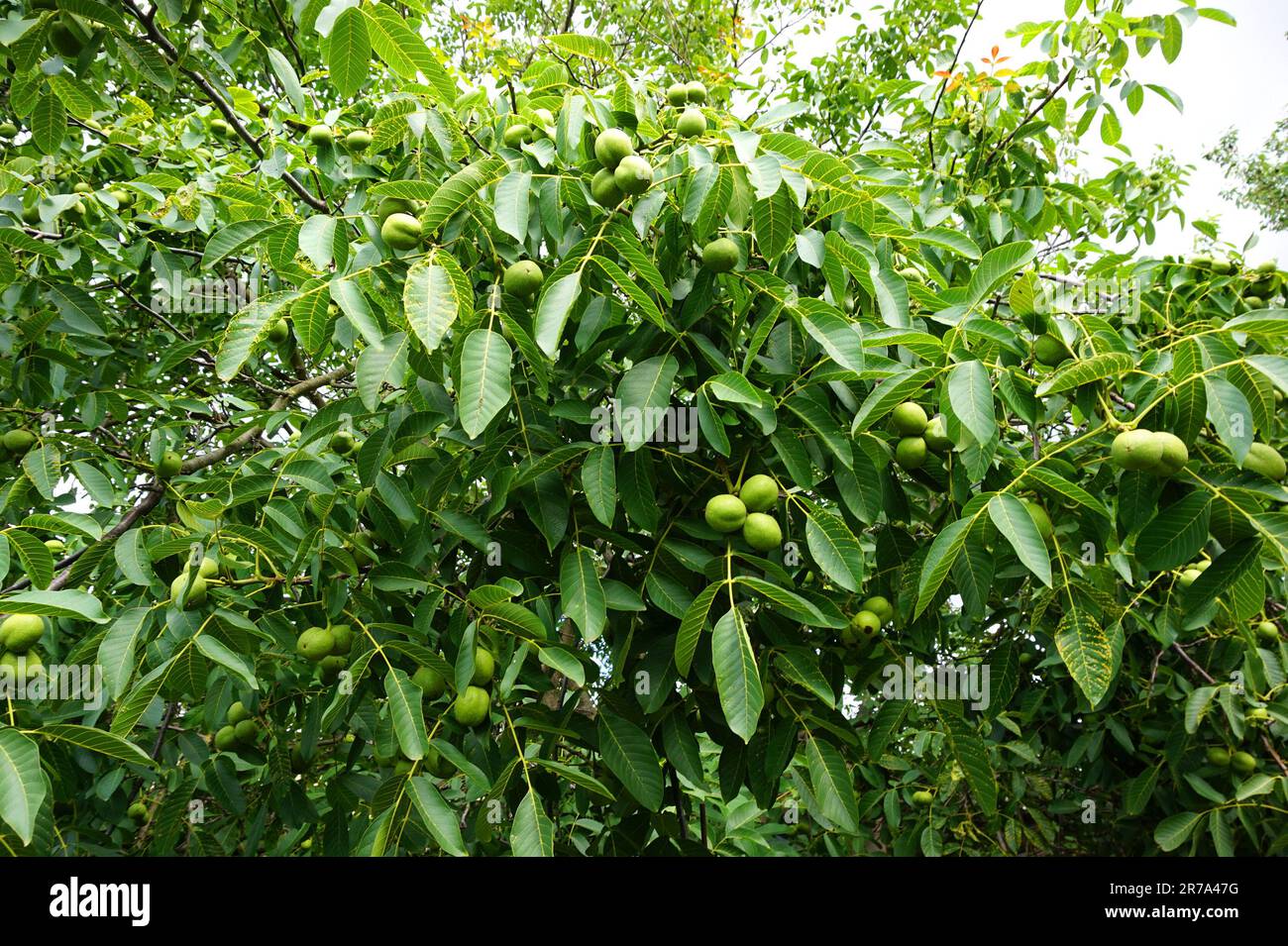 fresh green wallnuts tree as very nice natural background Stock Photo ...
