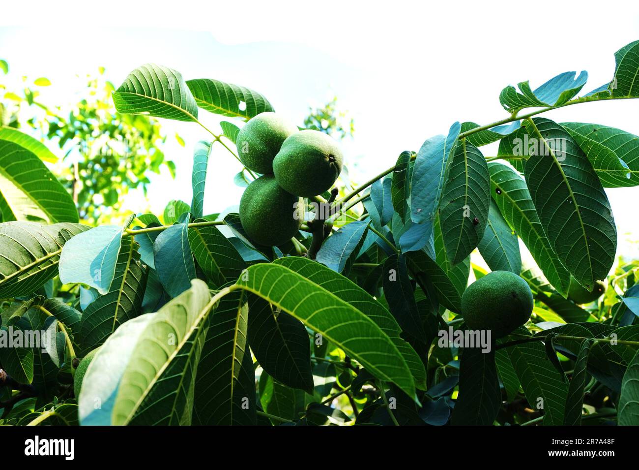 fresh green wallnuts tree as very nice natural background Stock Photo ...