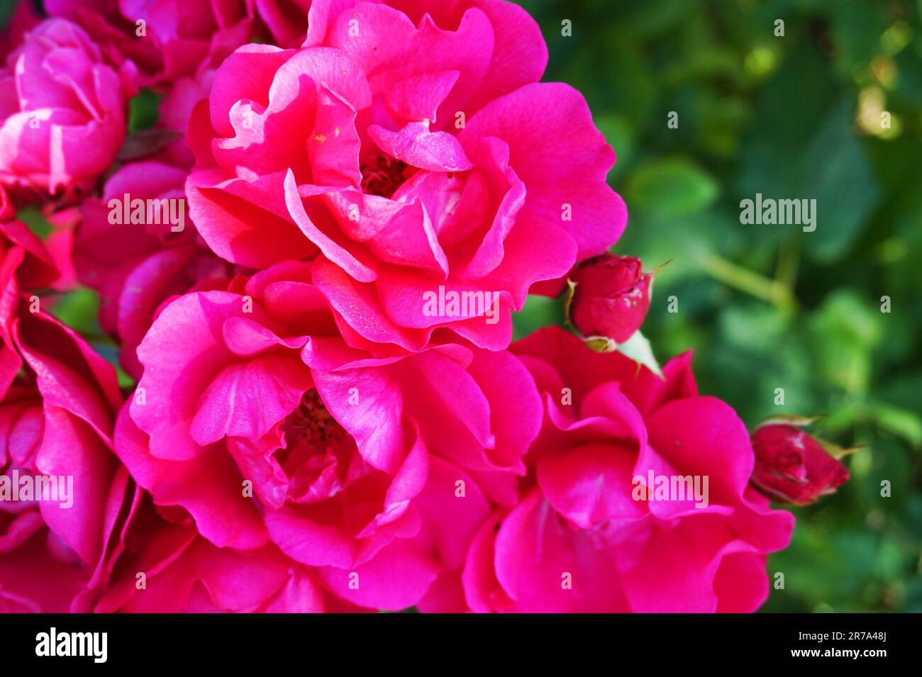 Small pink rose hi-res stock photography and images - Alamy