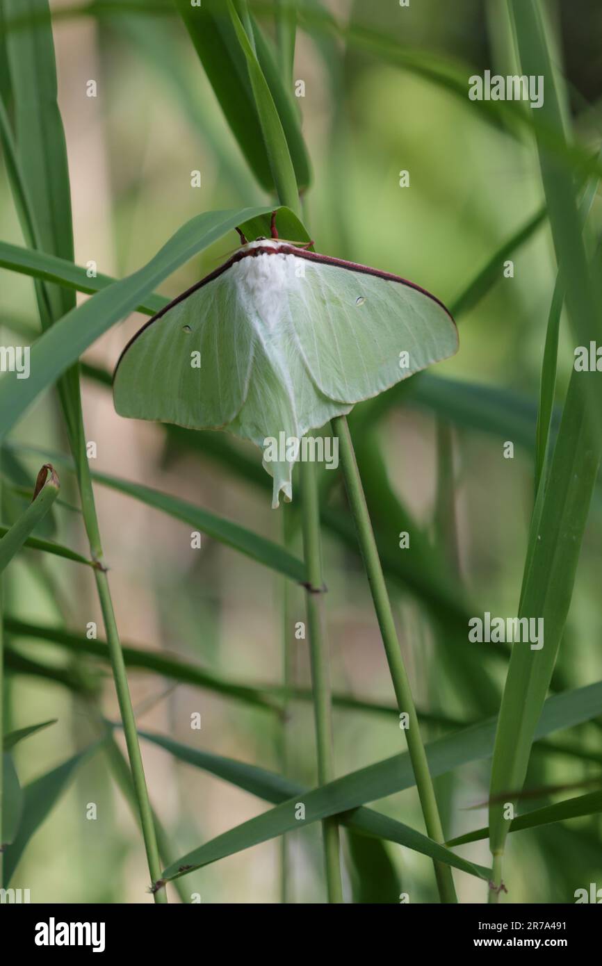Large Asian moon moth in natural reed habitat Stock Photo - Alamy