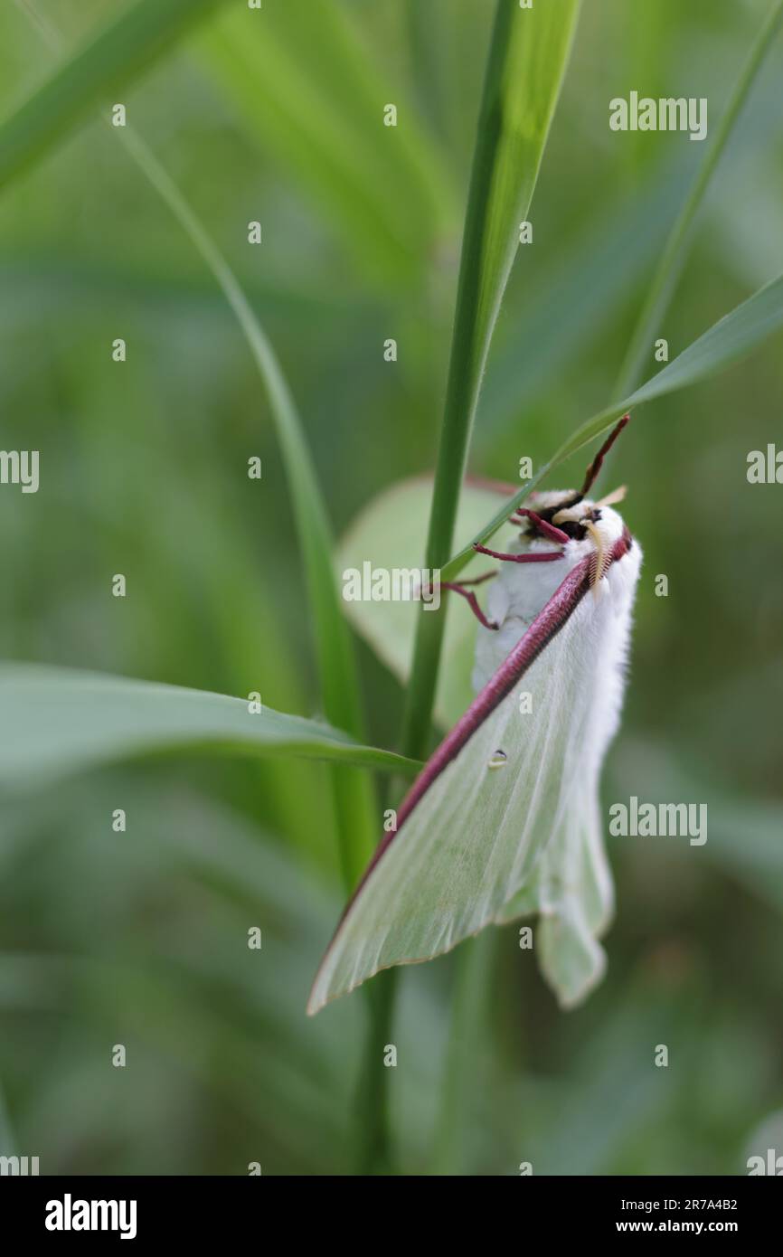 Asian moon moth hi-res stock photography and images - Alamy