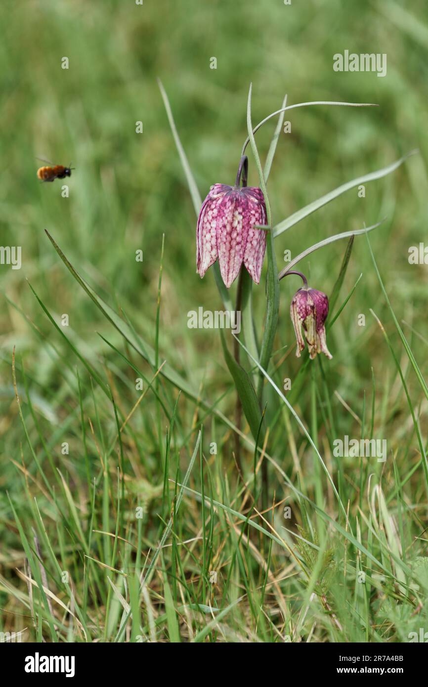 Fritillaria meleagris growing meadow hi-res stock photography and ...