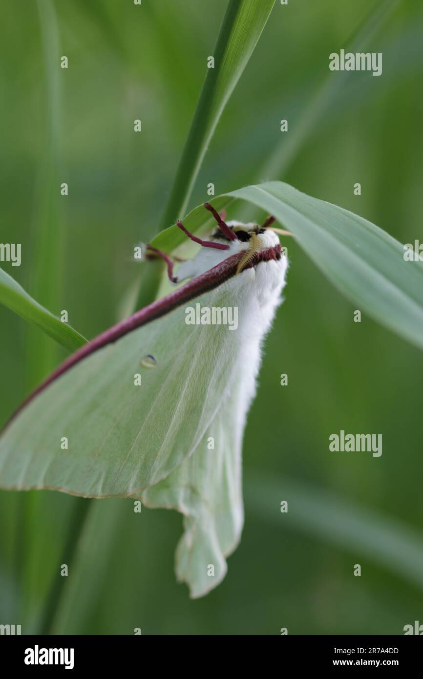 Large Asian moon moth on reed Stock Photo - Alamy
