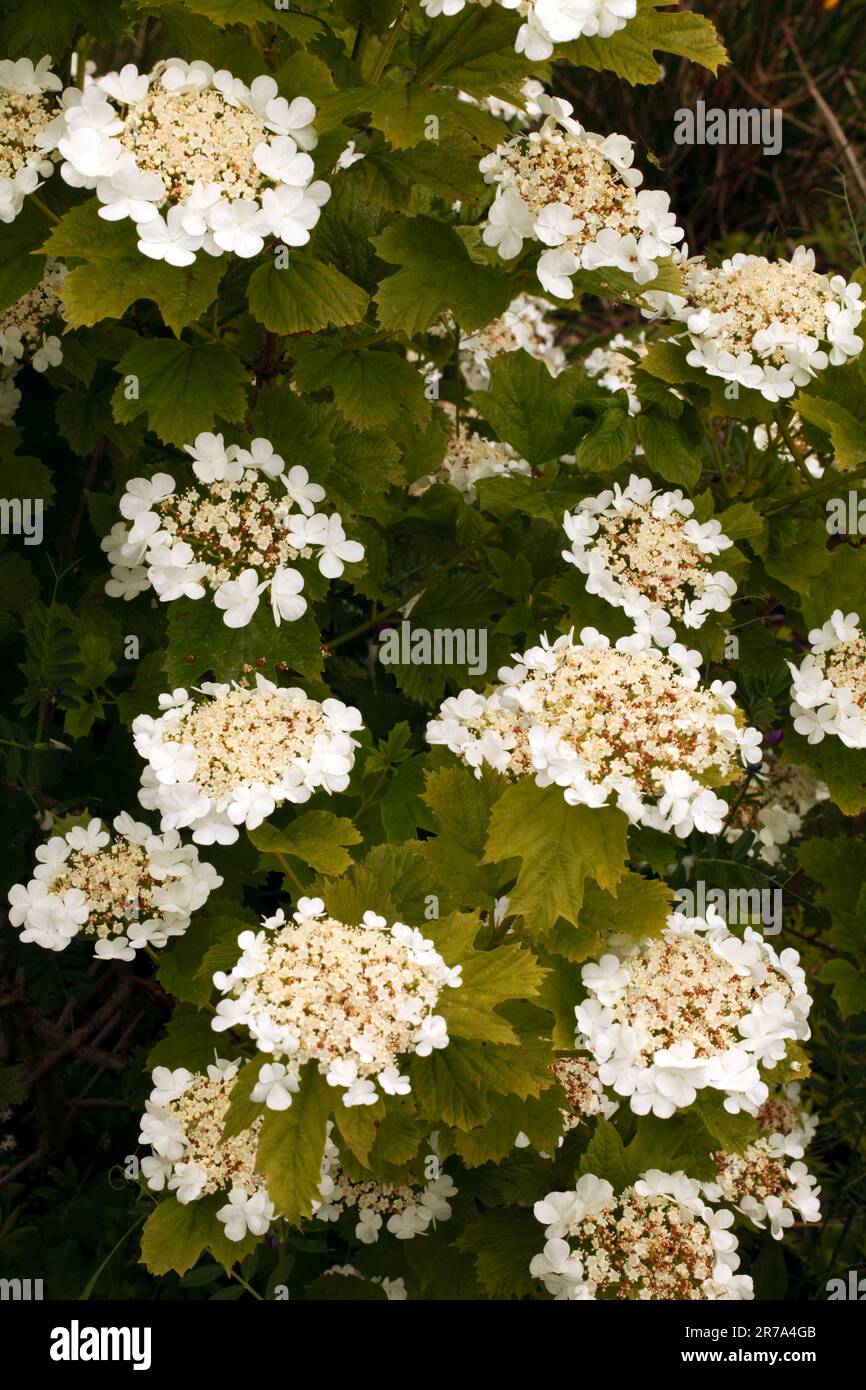 Viburnum opulus xanthocarpum hi-res stock photography and images - Alamy