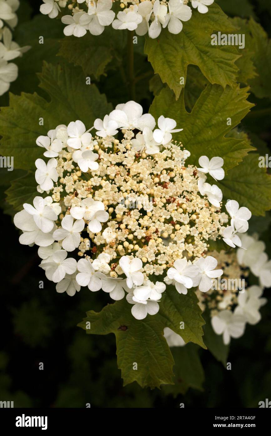 Viburnum opulus xanthocarpum hi-res stock photography and images - Alamy