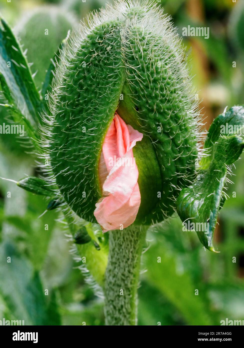 Close up of a single poppy bud just beginning to open with a single ...
