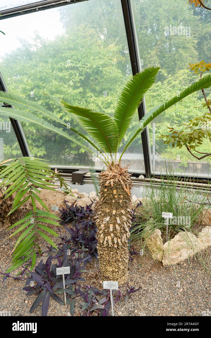 Dioon hi-res stock photography and images - Alamy