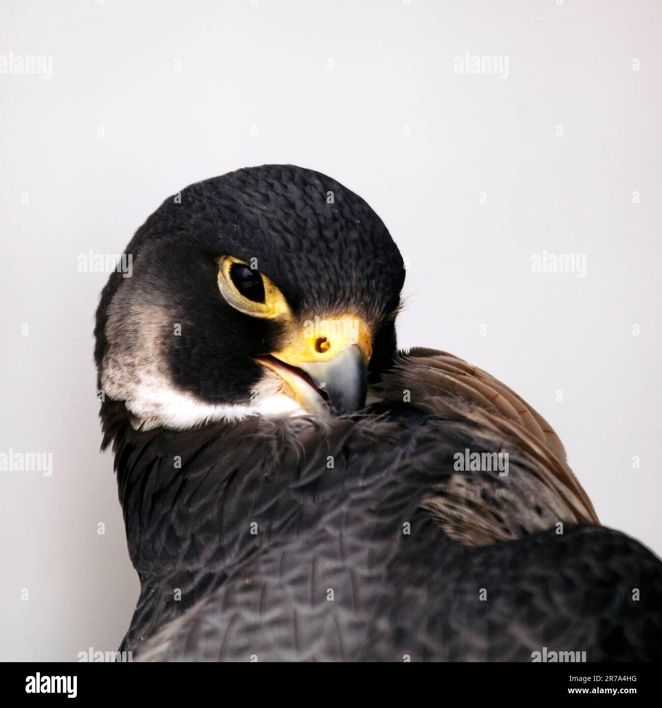 Peregrine Falcon, Falco peregrinus, Peregrine, the fastest member of ...