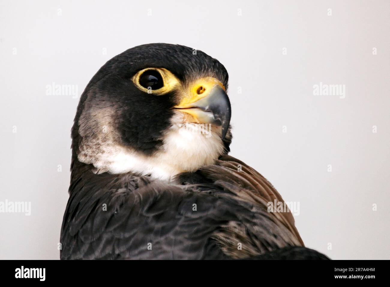 Peregrine Falcon, Falco peregrinus, Peregrine, the fastest member of ...