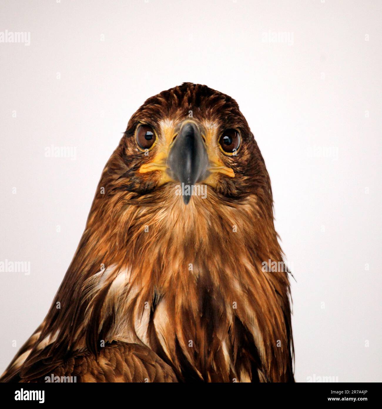 Eagle variety hi-res stock photography and images - Alamy