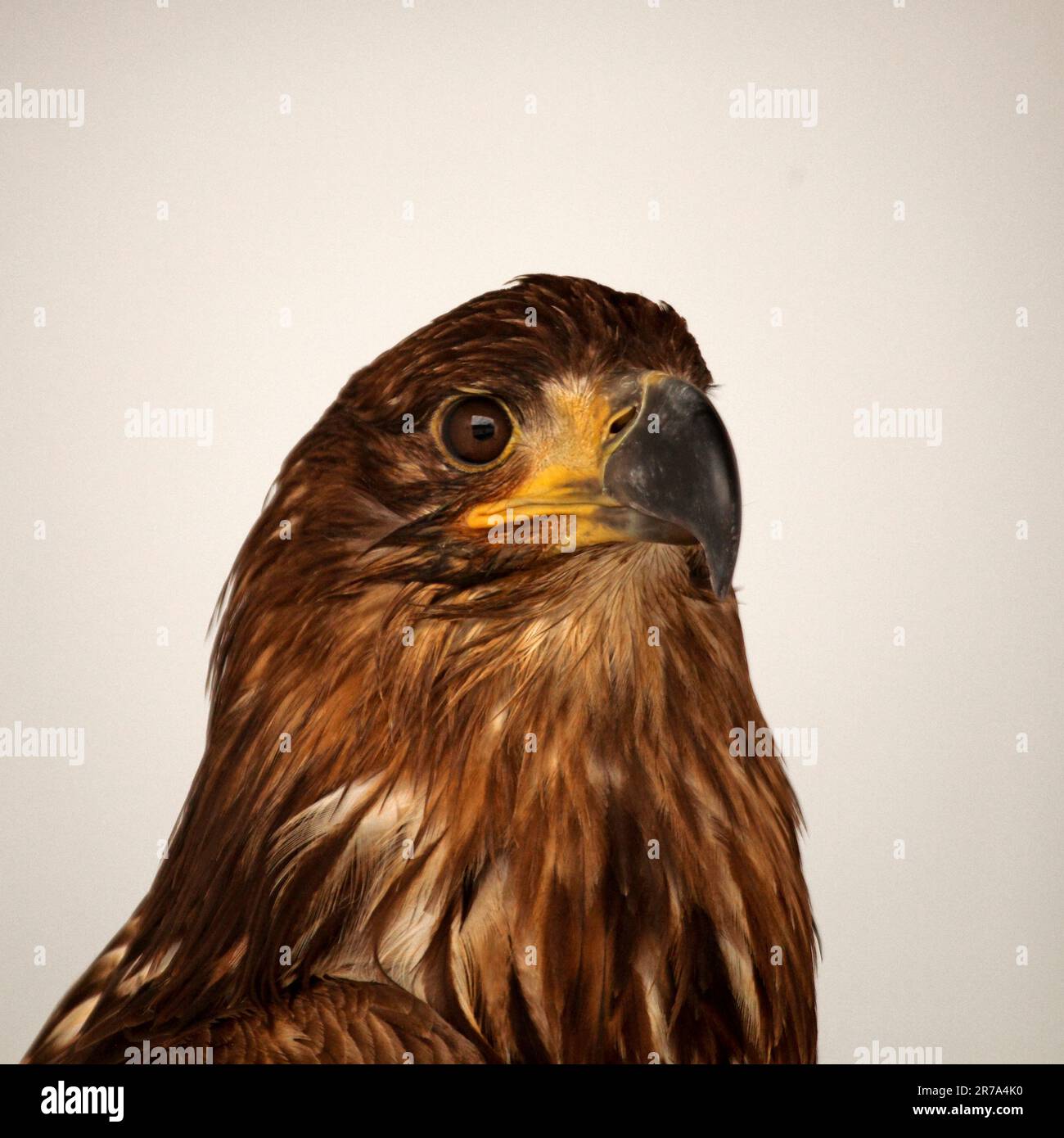 Eagle variety hi-res stock photography and images - Alamy