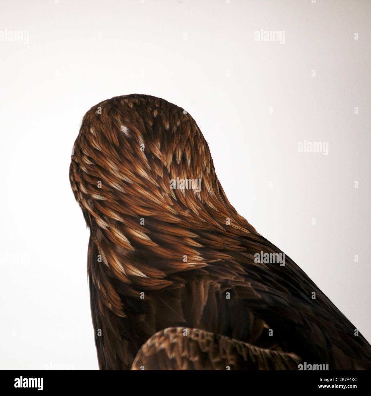 Feather Cut Back View