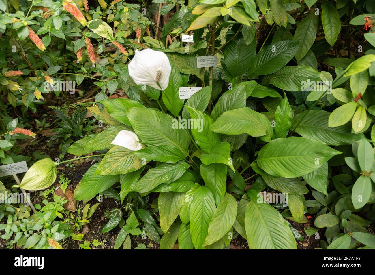 Zurich, Switzerland, May 24, 2023 Spathe flower or Spathiphyllum ...