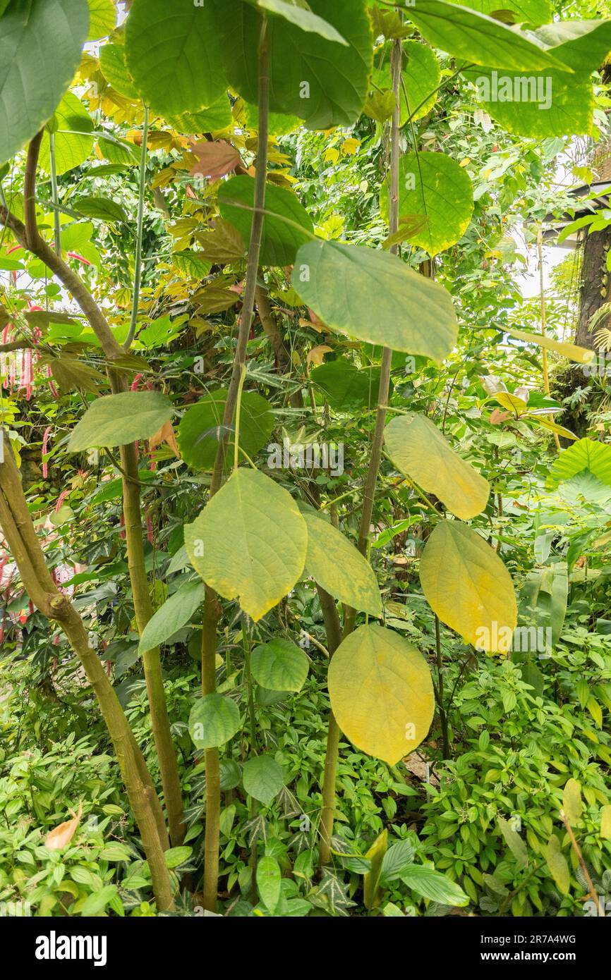 False nettle hi-res stock photography and images - Alamy