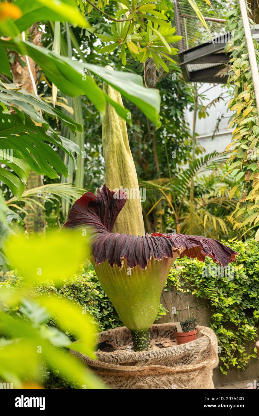 Amorphophallus Titanum Bulb