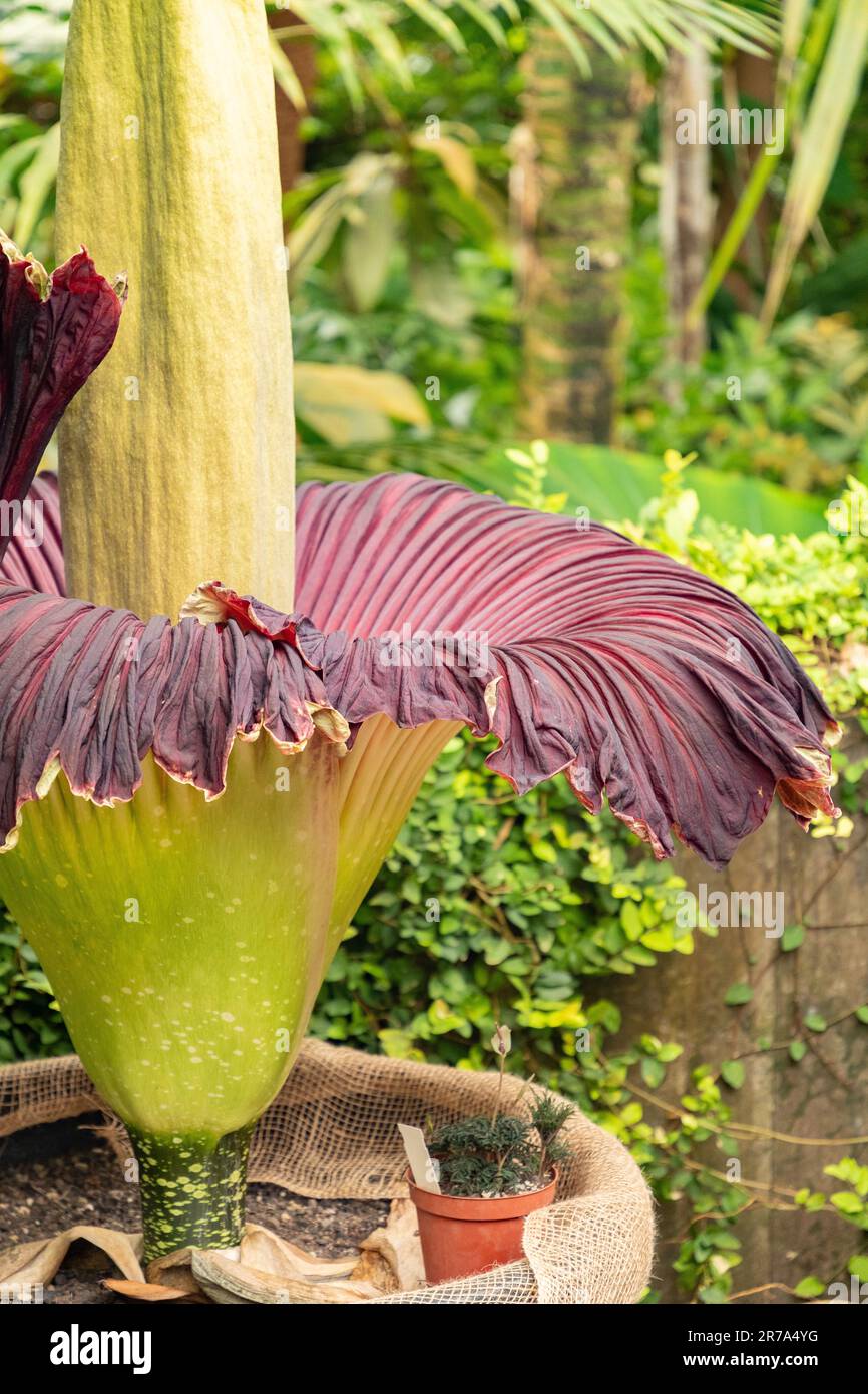 Zurich, Switzerland, May 24, 2023 Titan arum or Amorphophallus Titanum ...