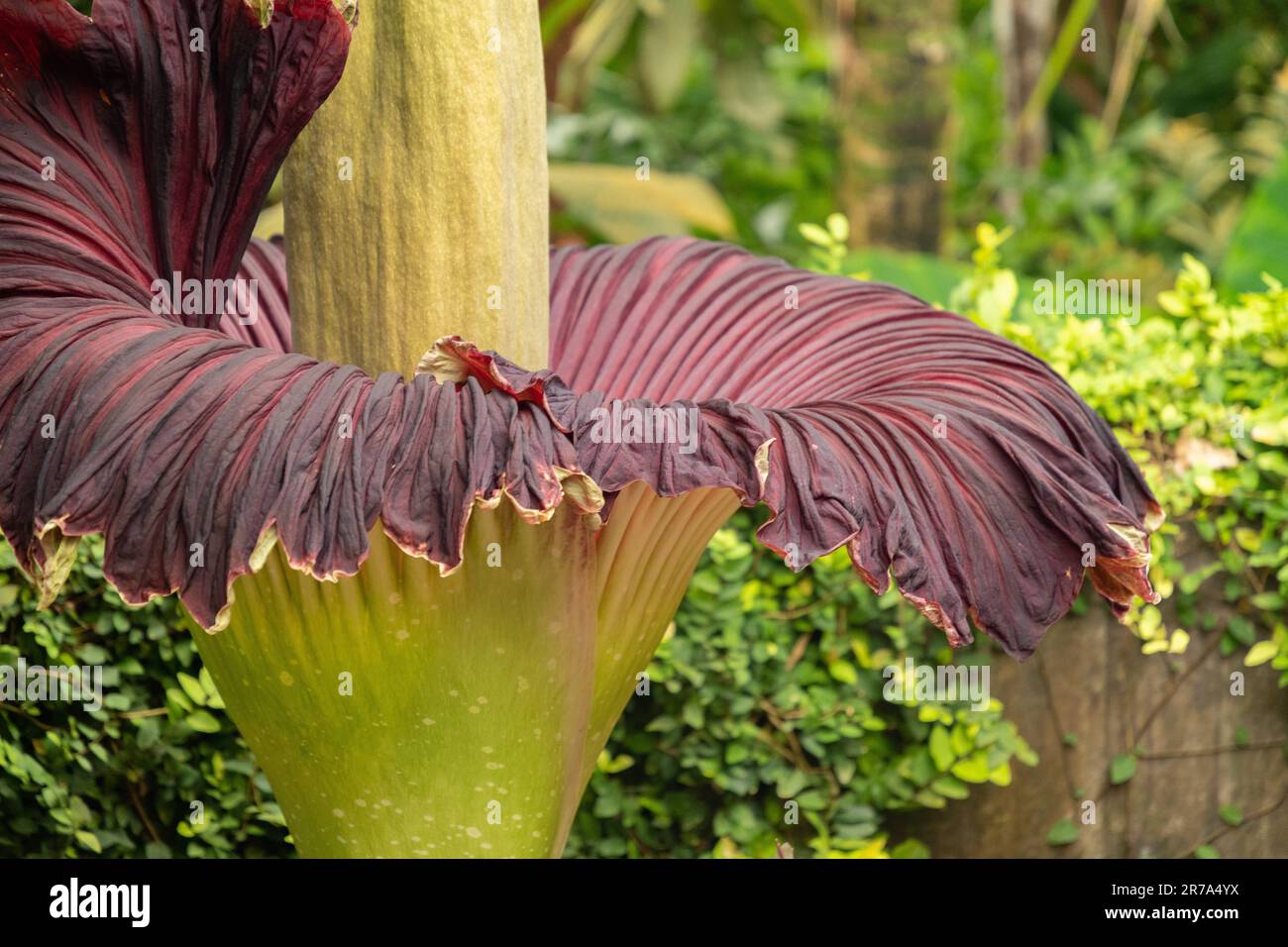 Zurich, Switzerland, May 24, 2023 Titan arum or Amorphophallus Titanum ...