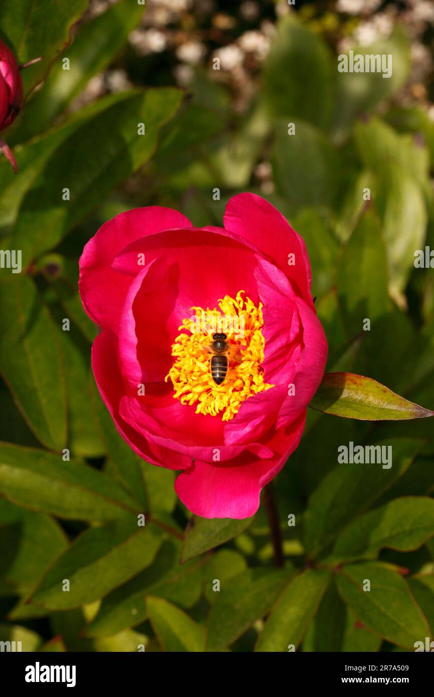 Common garden peony paeonia lactiflora hi-res stock photography and ...
