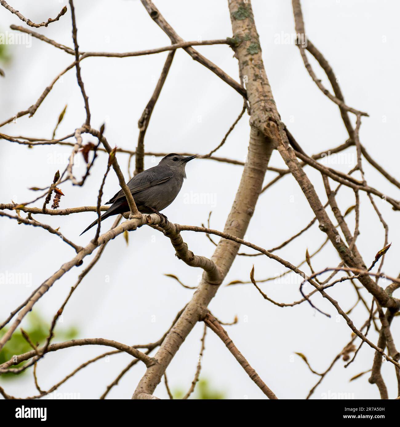 Small bird of the thornbushes hi-res stock photography and images - Alamy