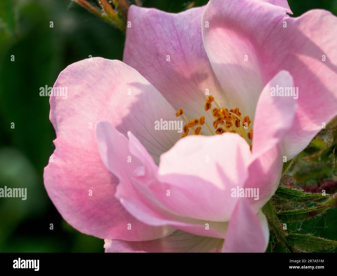 Sweet briar (rosa rubiginosa) aka dog rose flower growing in a hedgerow ...