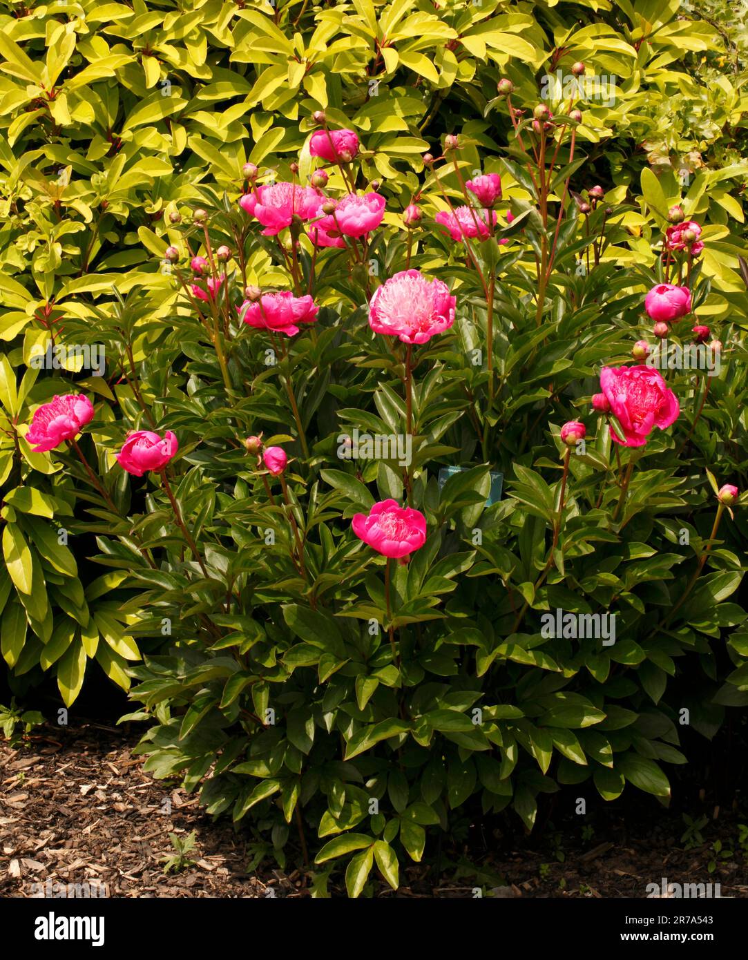 Paeonia Lactiflora ''Kelways majestic Paeoniaceae Stock Photo - Alamy