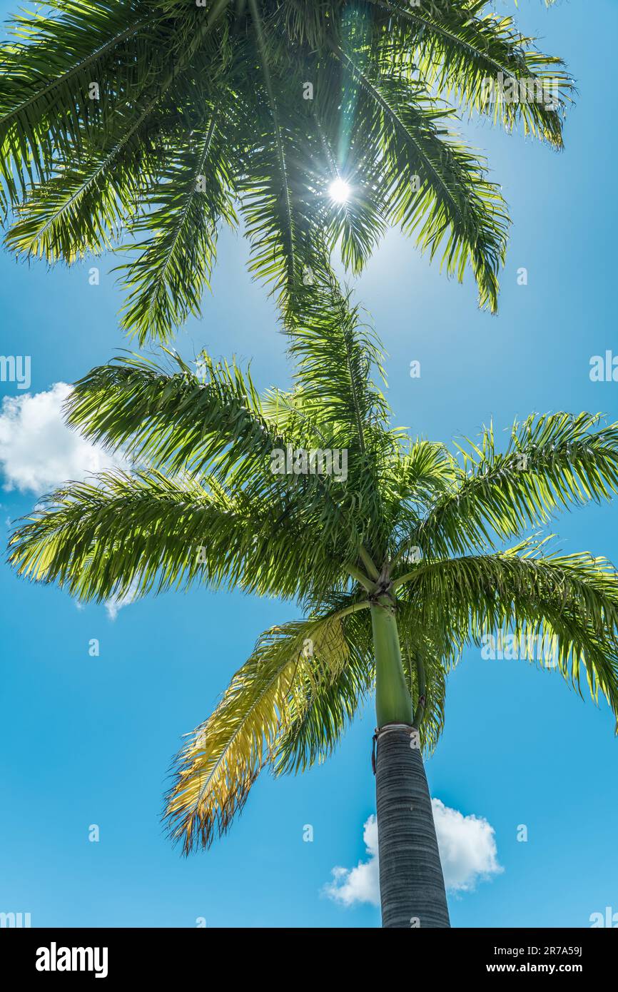 A beautiful landscape image of a sunny day with a tall palm tree ...