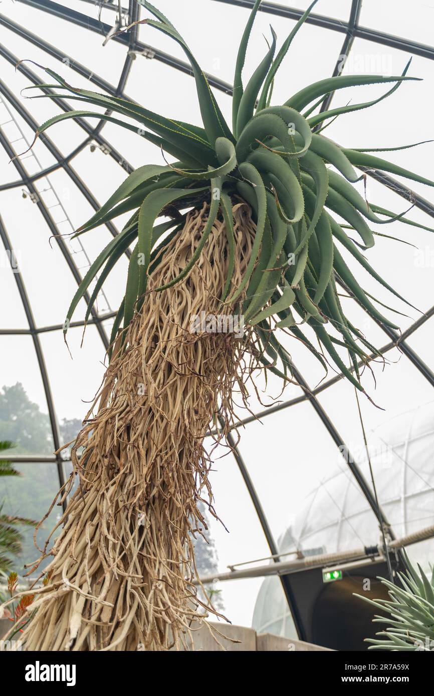 Zurich, Switzerland, May 24, 2023 Tilt head aloe tree or Aloe Speciosa ...