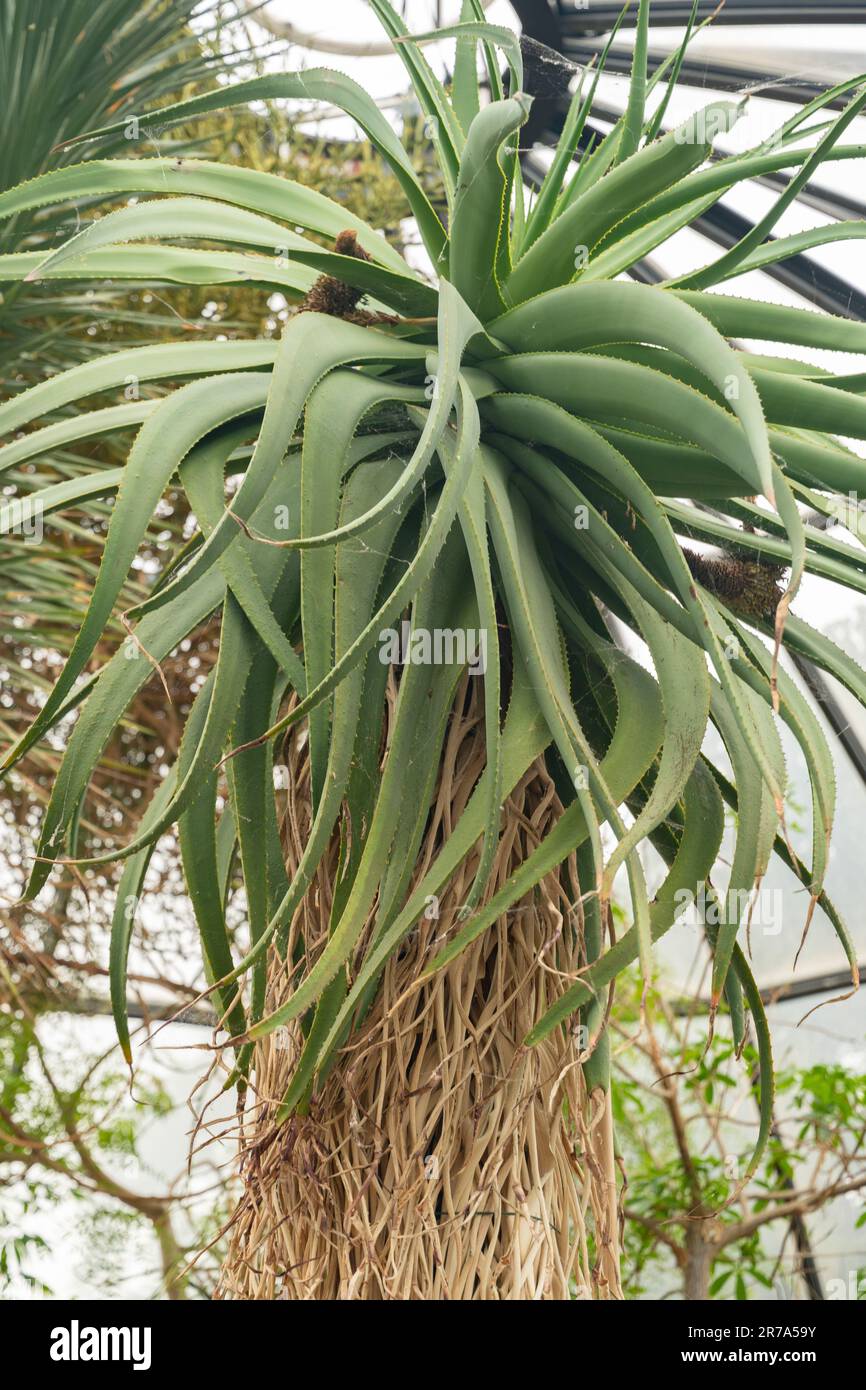 Zurich, Switzerland, May 24, 2023 Tilt head aloe tree or Aloe Speciosa ...