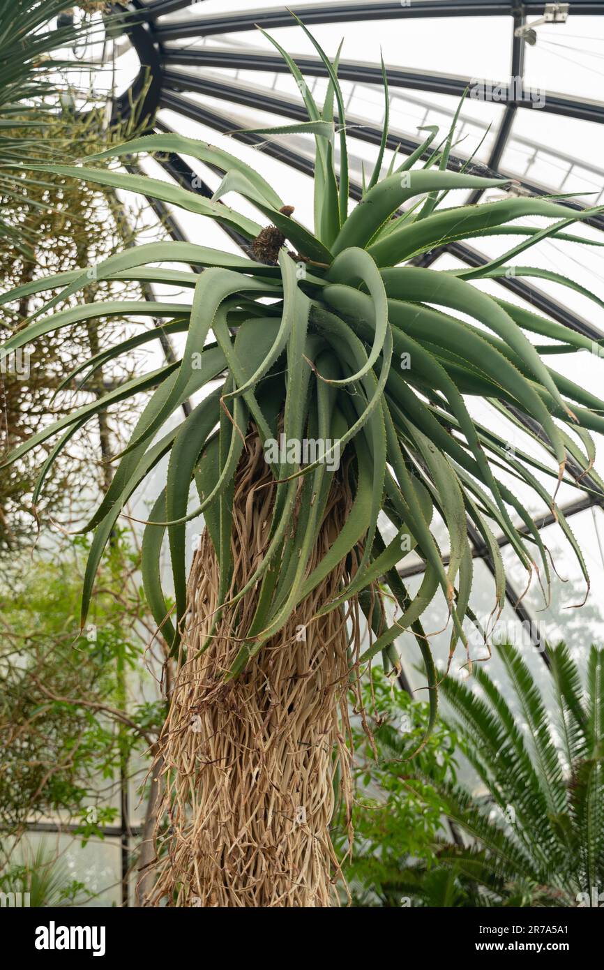 Zurich, Switzerland, May 24, 2023 Tilt head aloe tree or Aloe Speciosa ...