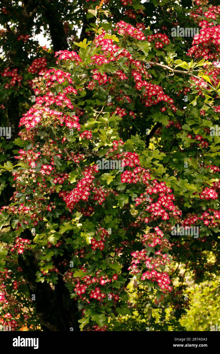 Hawthorn crimson cloud hi-res stock photography and images - Alamy