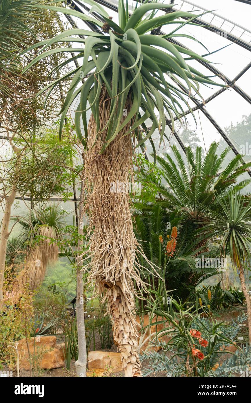 Zurich, Switzerland, May 24, 2023 Tilt head aloe tree or Aloe Speciosa ...