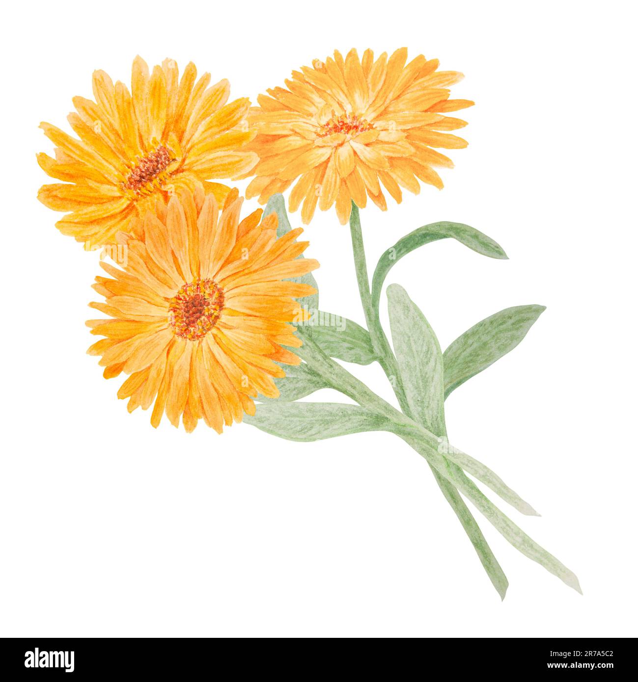 Boquet of orange calendula officinalis watercolor hand drawn ...