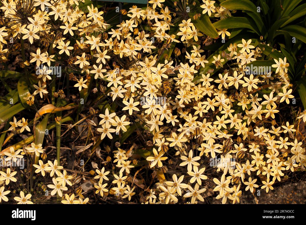 Triteleia starlight hi-res stock photography and images - Alamy
